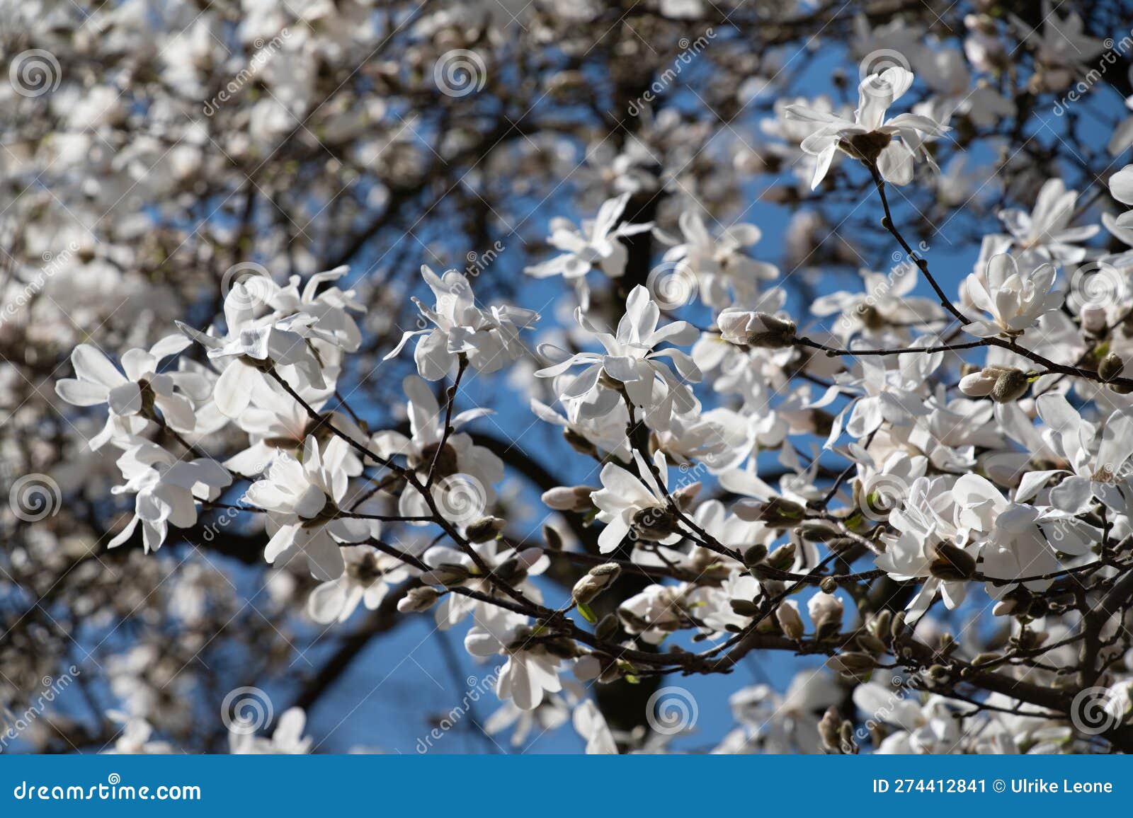 Blooming White Star Magnolias on the Branches of a Tree, Against a Blue ...