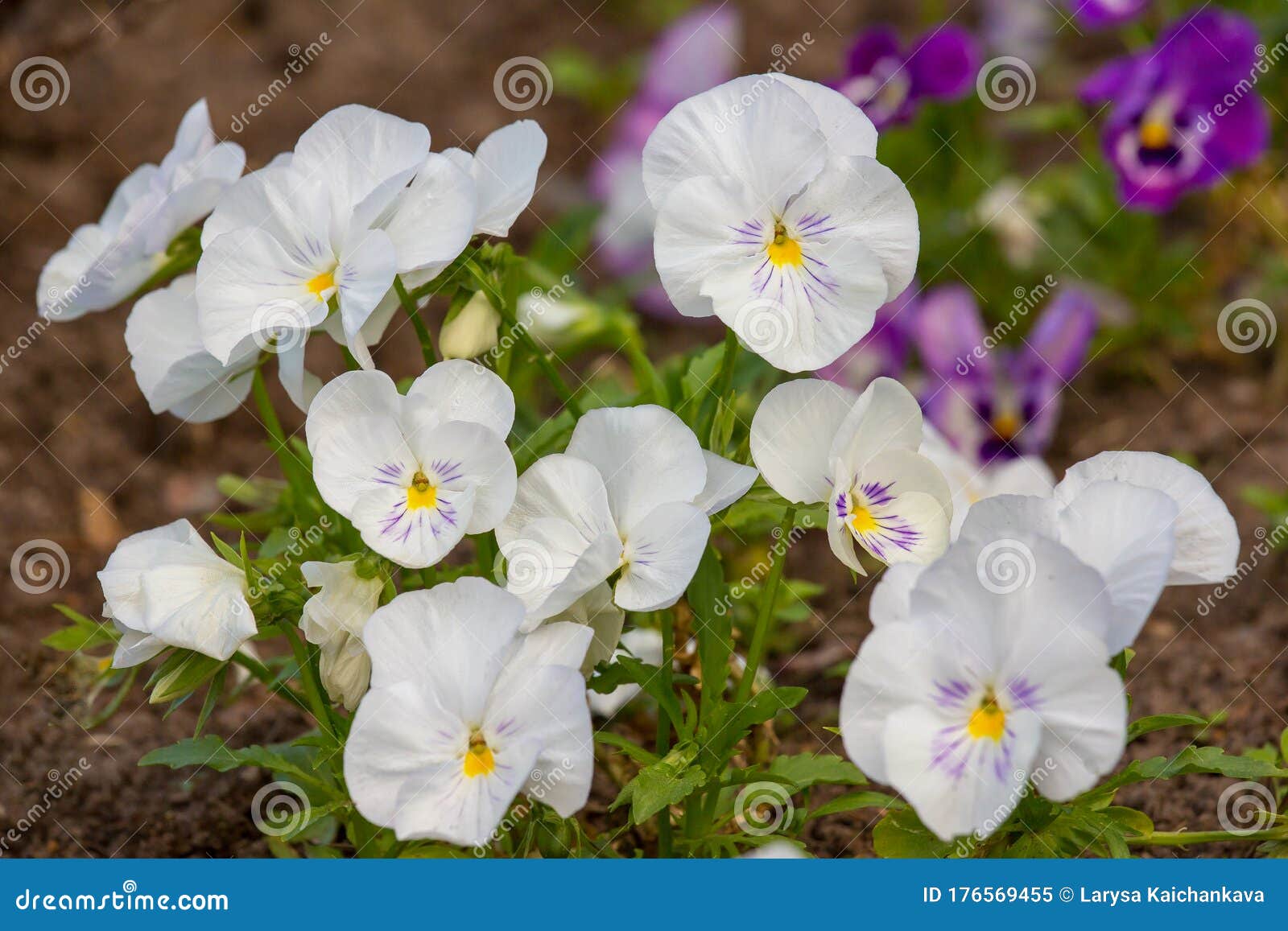 Blooming white viola stock image. Image of gorgeous - 176569455