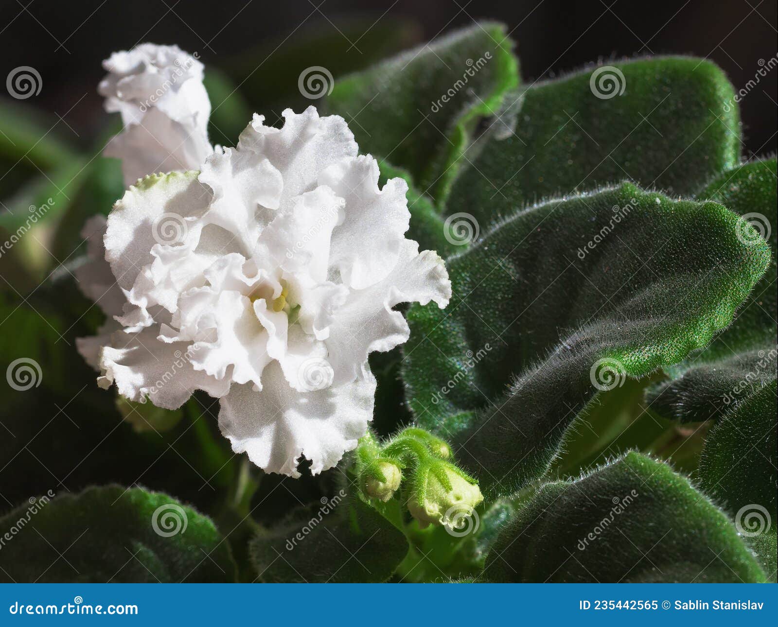 Blooming White Viola Close-up on a Dark Background Stock Image - Image ...