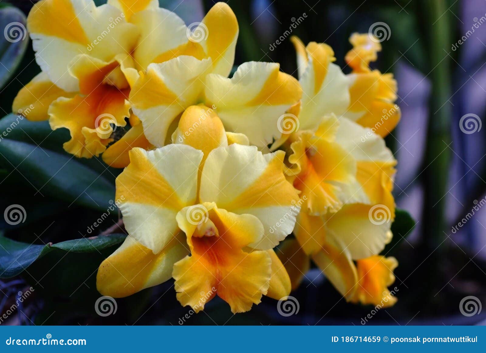 Blooming White Yellow Cattleya Hybrids Orchid Stock Image - Image of ...