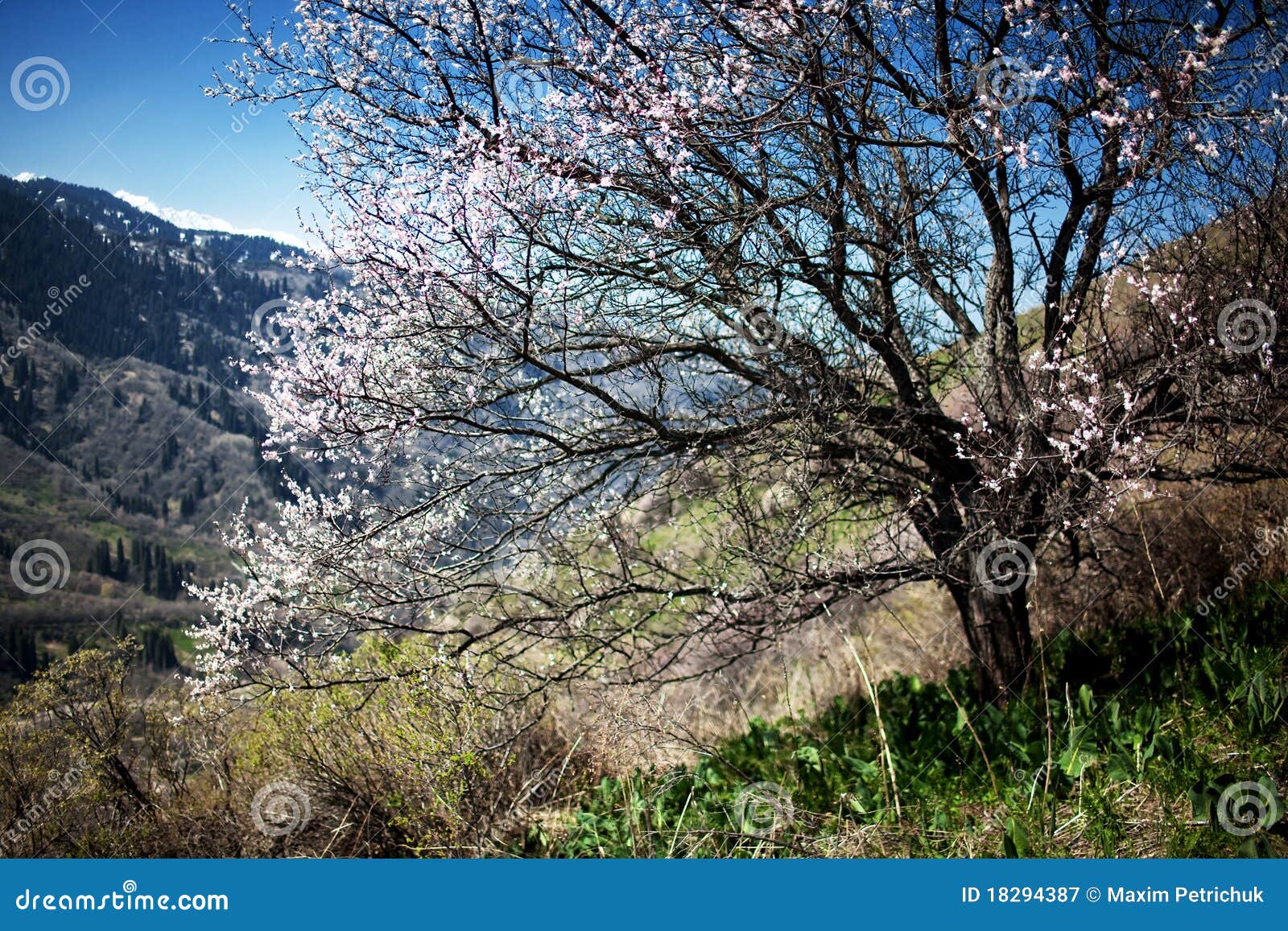 Blooming wild apricot tree stock image. Image of rural - 18294387
