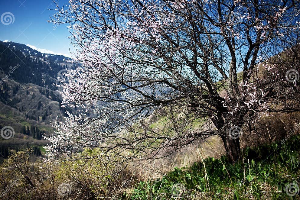 Blooming wild apricot tree stock image. Image of rural - 18294387