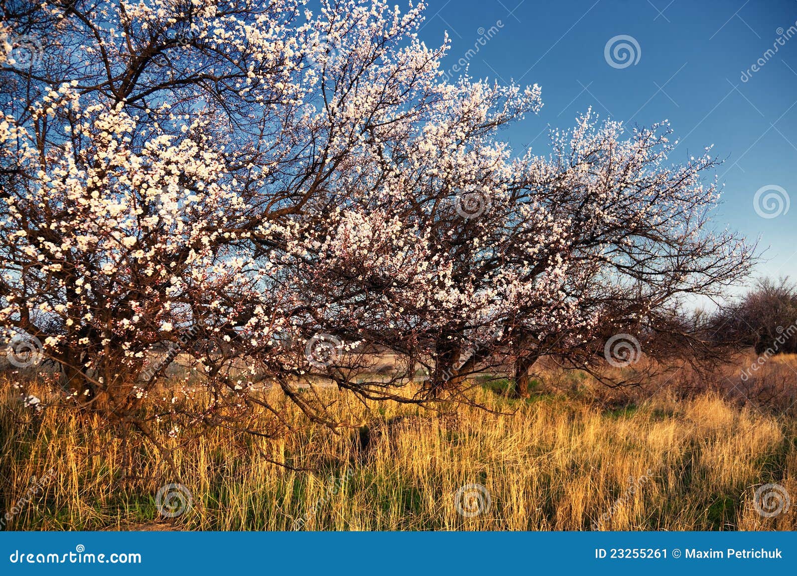 Blooming Wild Apricot Trees Stock Image - Image of season, spring: 23255261
