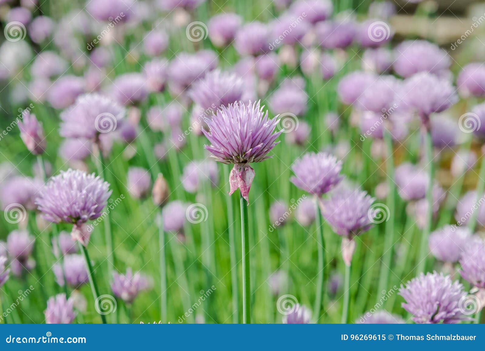 Blooming Wild Chive Flower in a Garden Stock Image - Image of ...