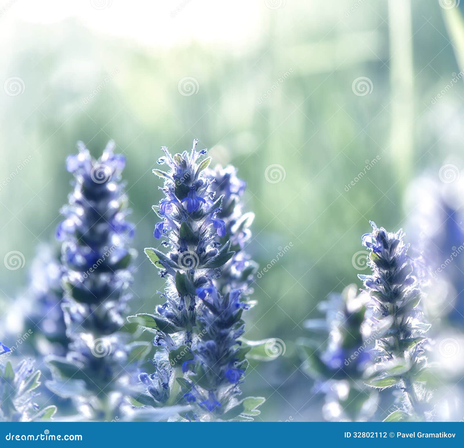 Blooming wild mint stock photo. Image of organic, fresh - 32802112