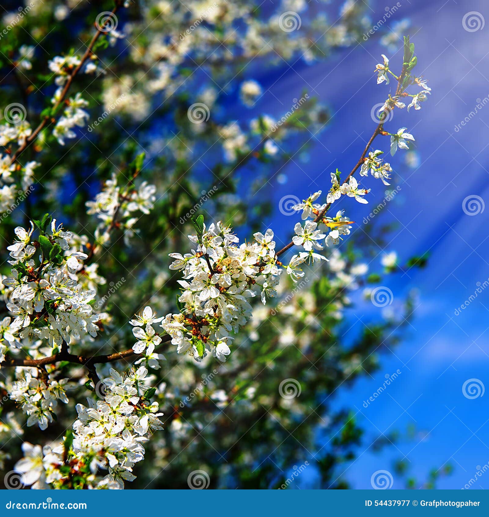 Blooming wild pear trees stock image. Image of green - 54437977