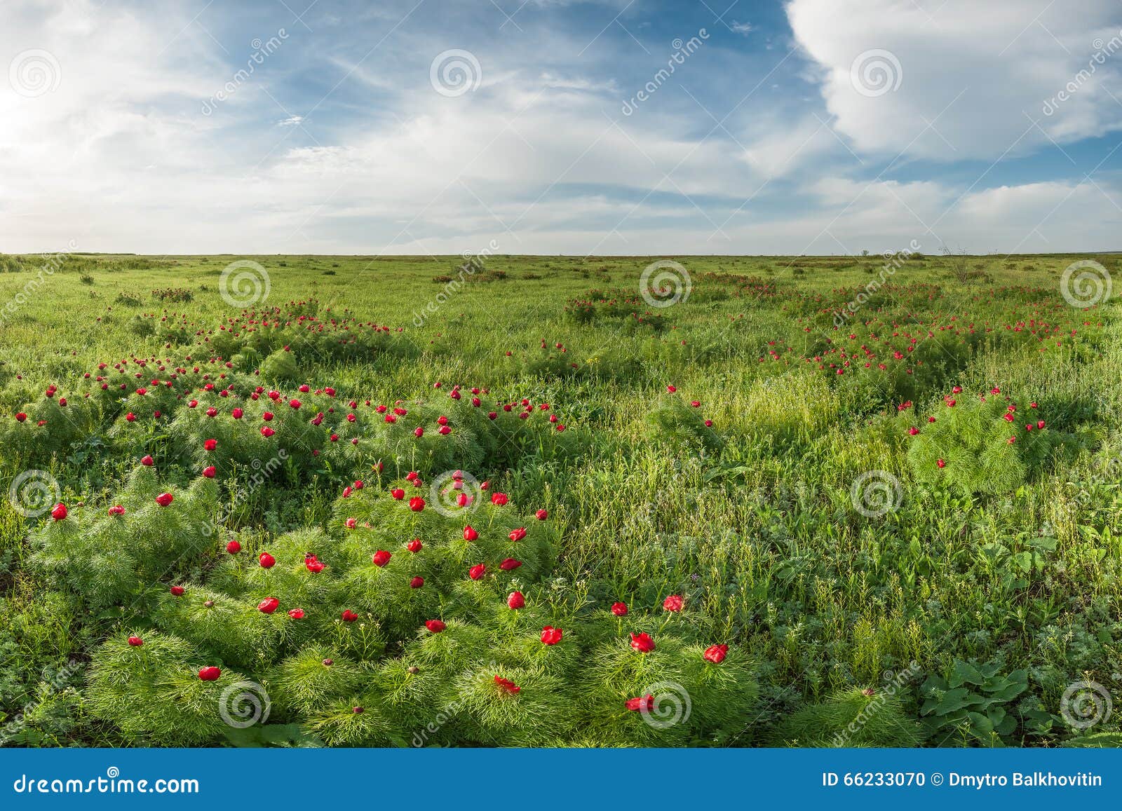 Blooming Wild Peonies in Steppe Stock Photo - Image of ecology, peony ...