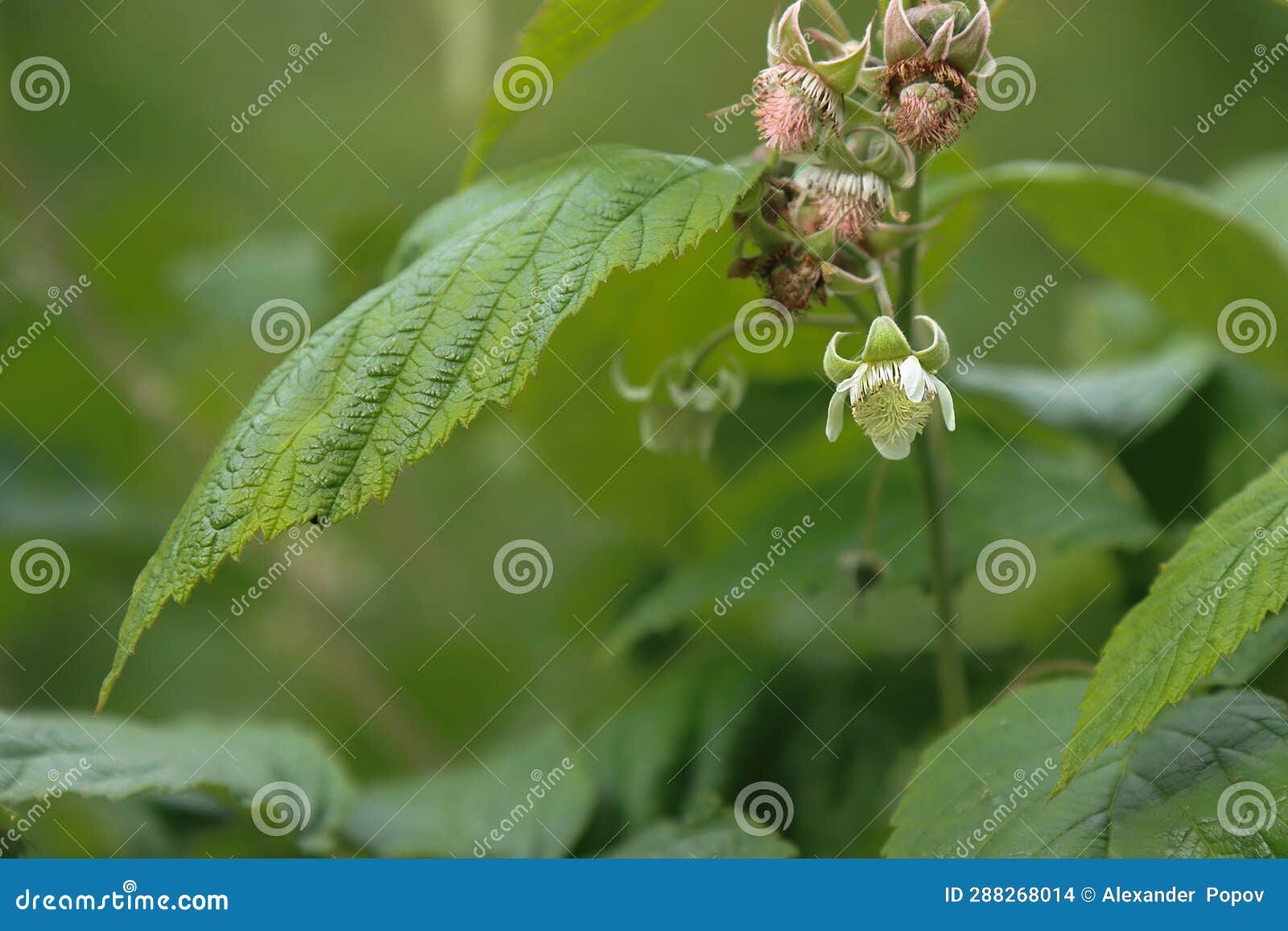 Blooming Wild Raspberry Bush Stock Photo - Image of raspberry ...