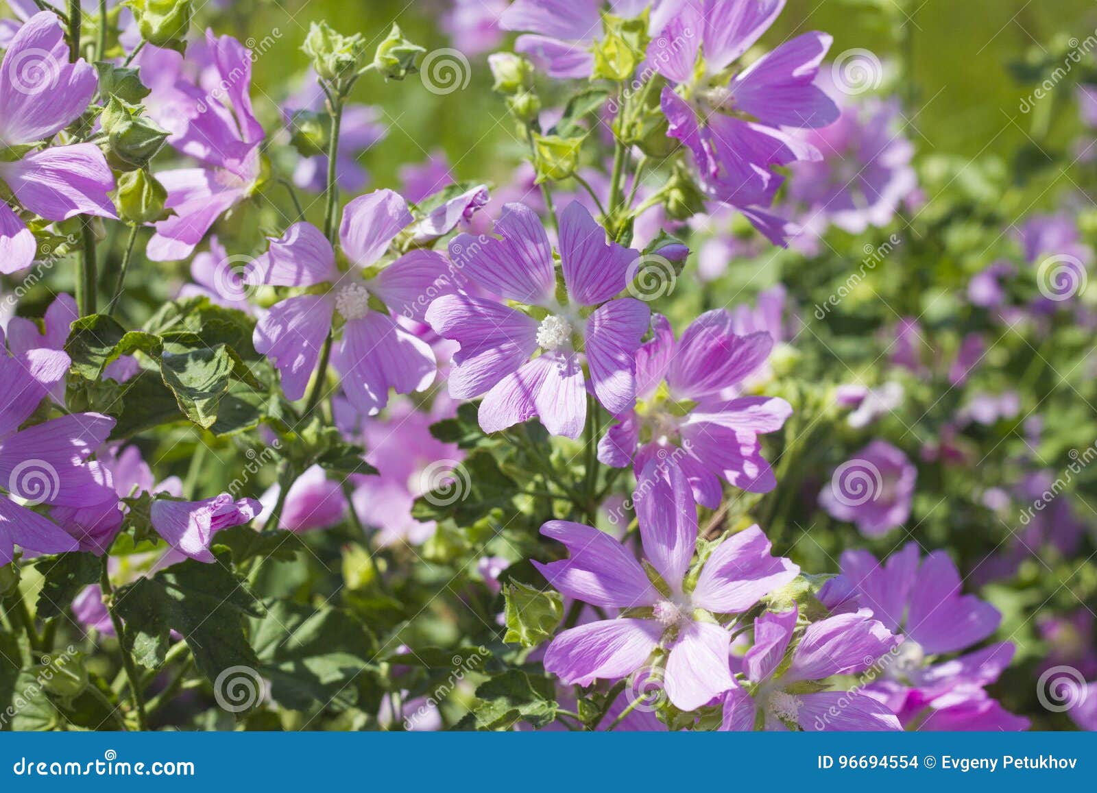 Blooming Wild Rose on a Green Field. Stock Photo - Image of rose ...