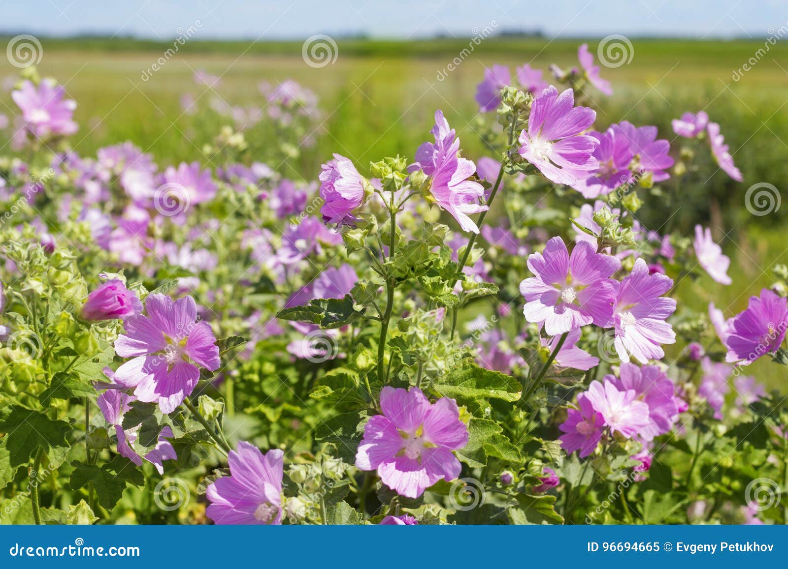 Blooming Wild Rose on a Green Field Stock Image - Image of blooming ...