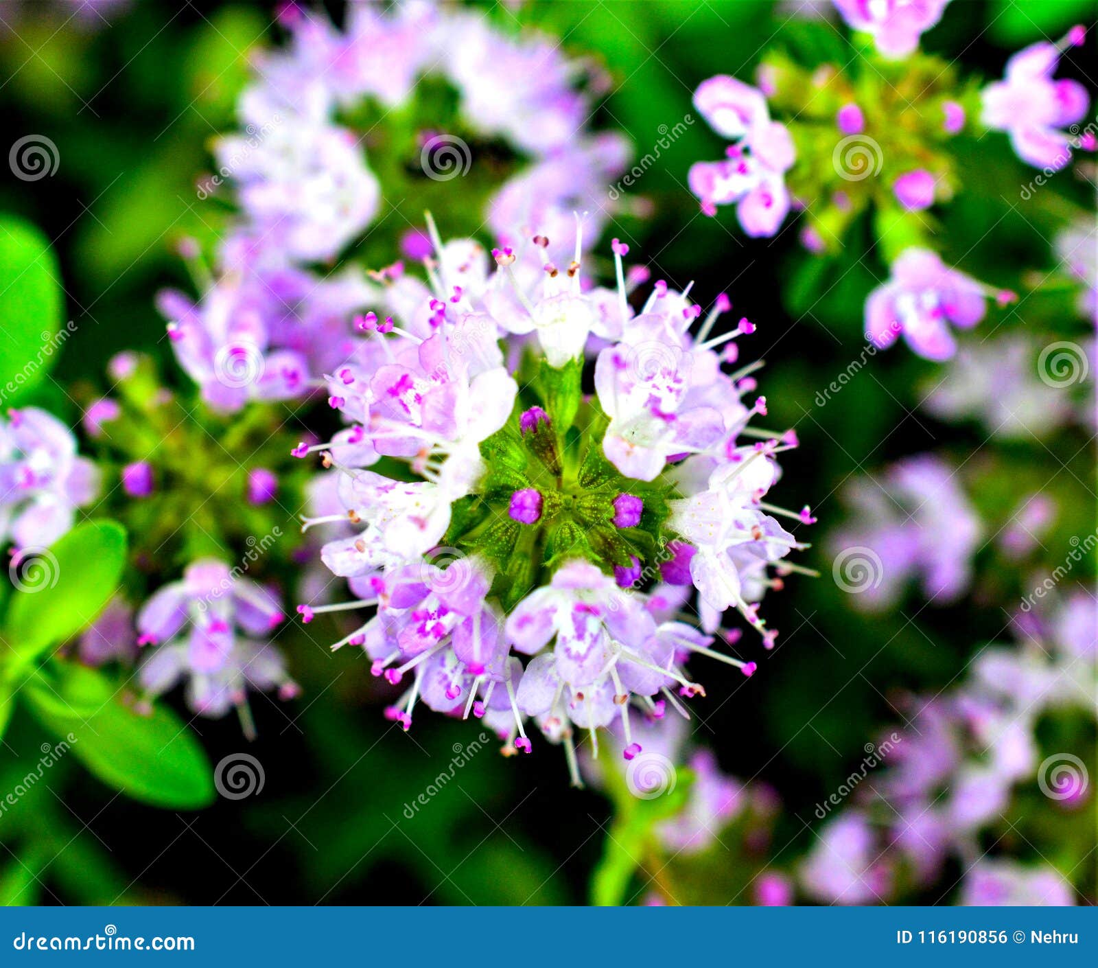 Blooming Wild Thyme ,Thymus Serpyllum Stock Photo - Image of wild ...