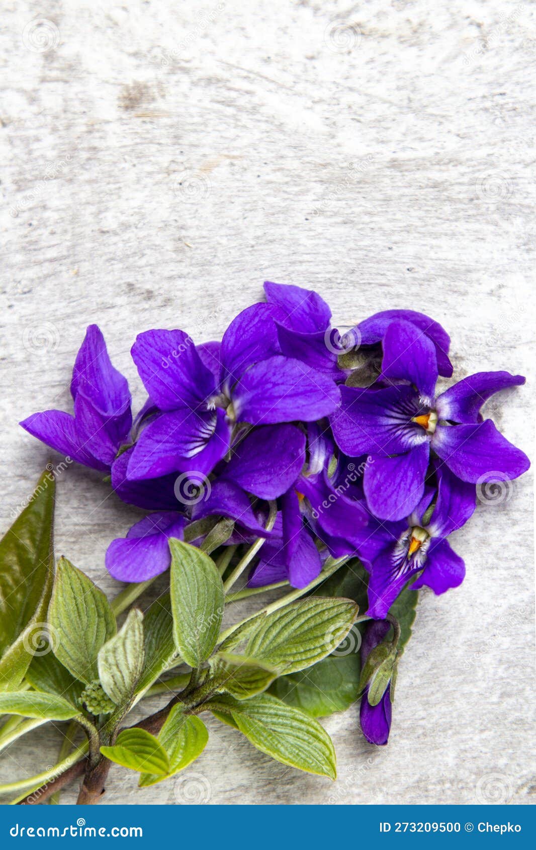 Blooming Wild Violets Flowers on Wood Background Stock Photo - Image of ...