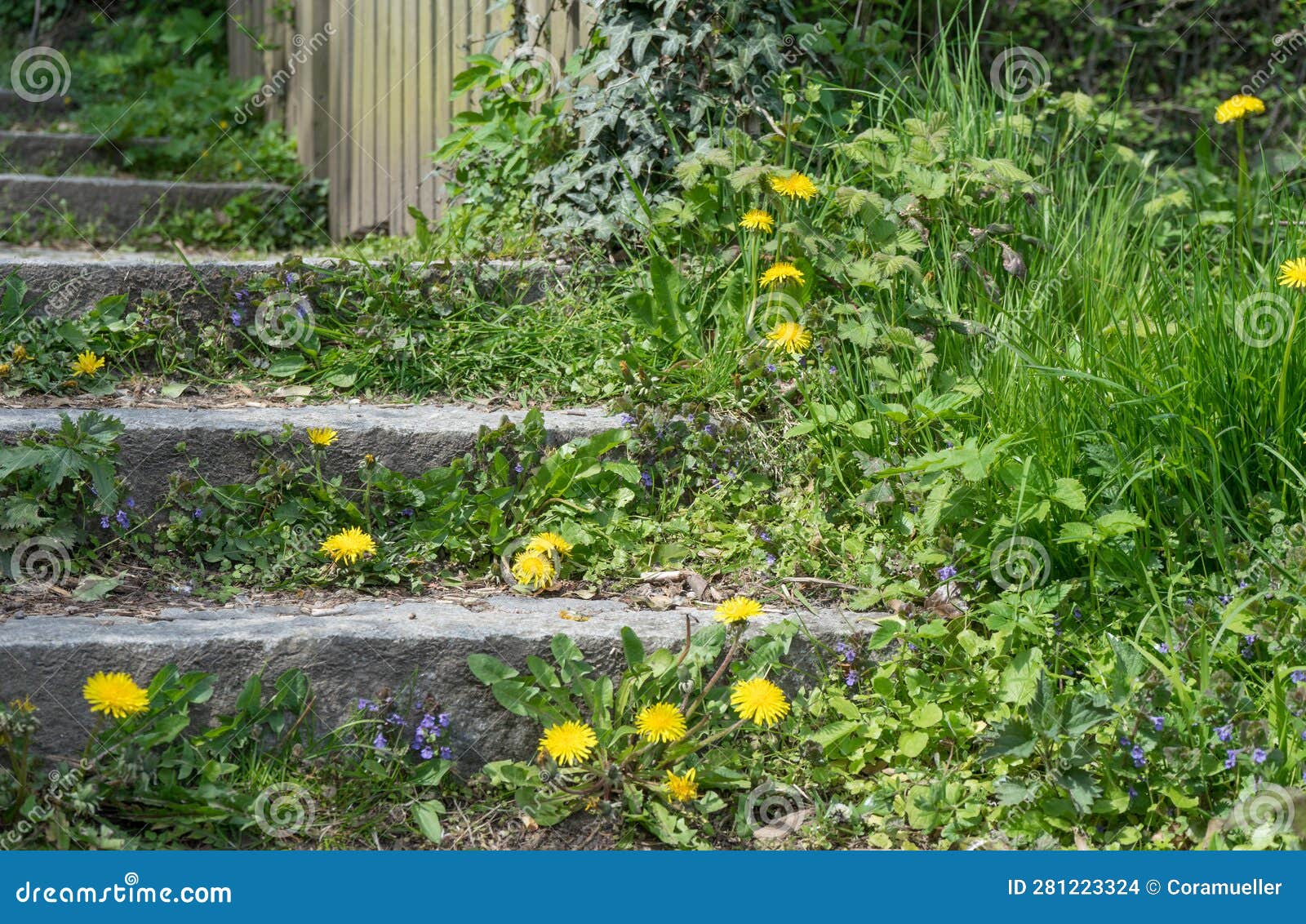 Blooming Wildflowers in Spring Stock Photo - Image of steps, garden ...