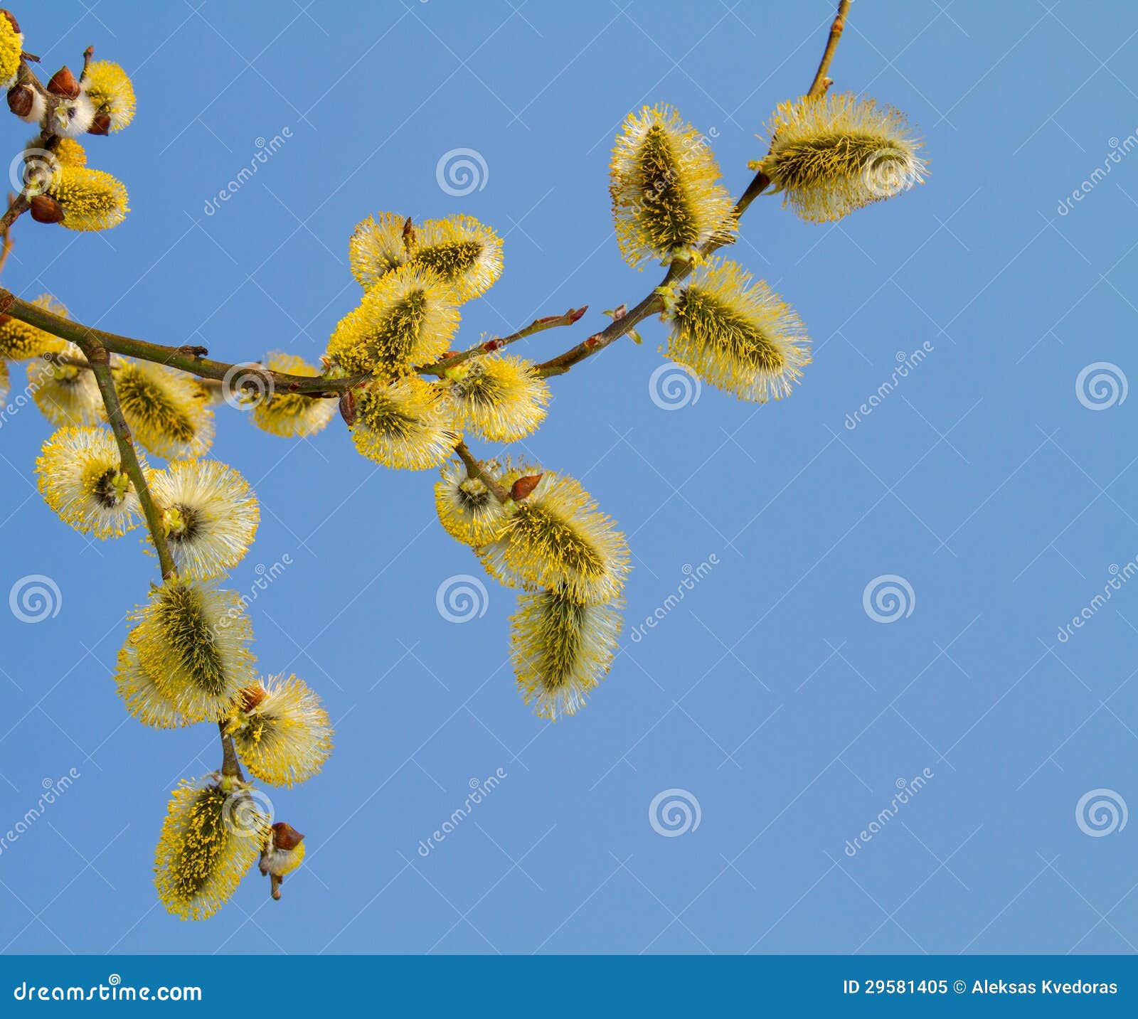 Blooming willow stock image. Image of growth, macro, plants - 29581405