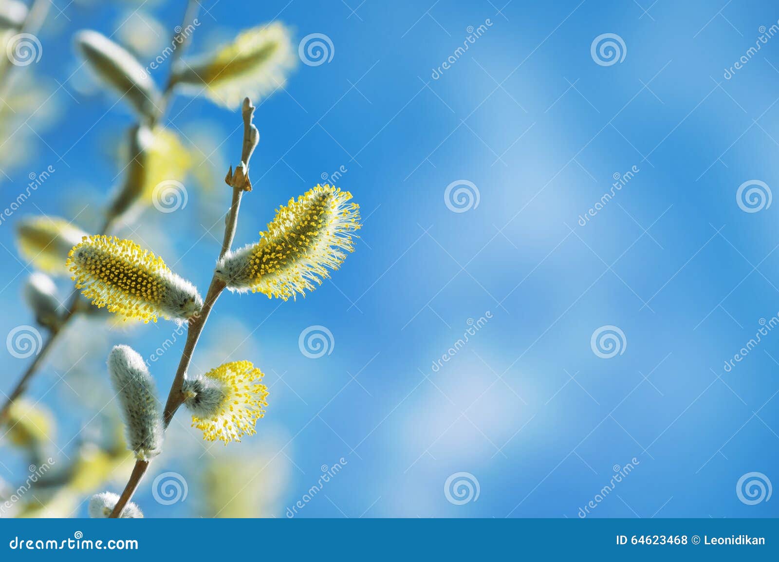 Blooming willow stock photo. Image of fresh, growth, beautiful - 64623468