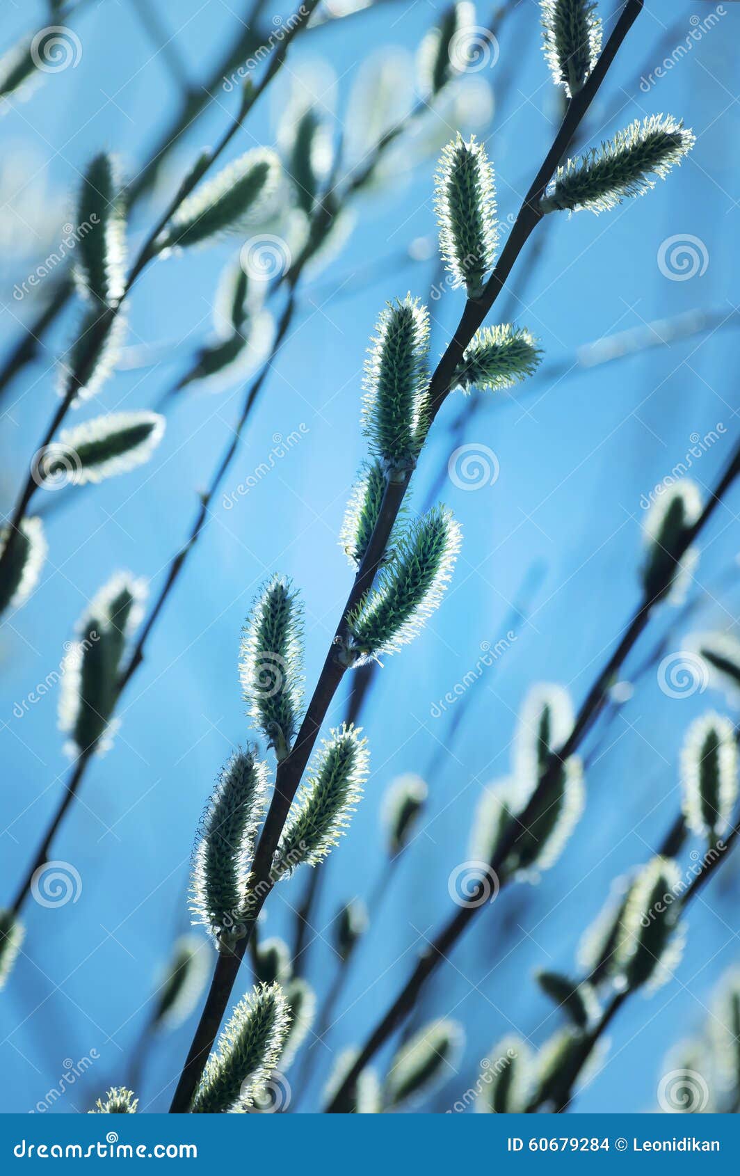 Blooming willow stock photo. Image of delicate, custom - 60679284