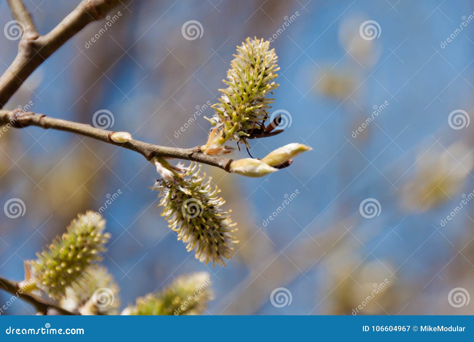 Blooming Willow Branches in Spring Stock Image - Image of flowering ...