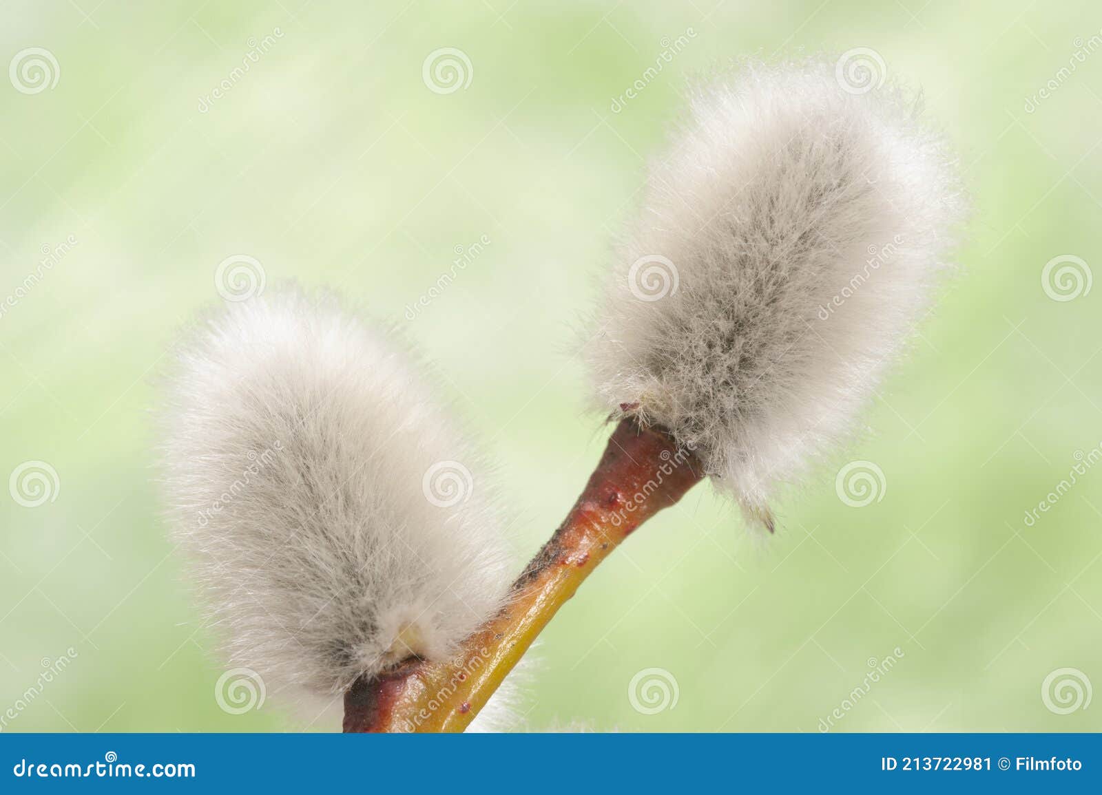 Blooming Willow Catkins with Pollen Stock Image - Image of flight ...