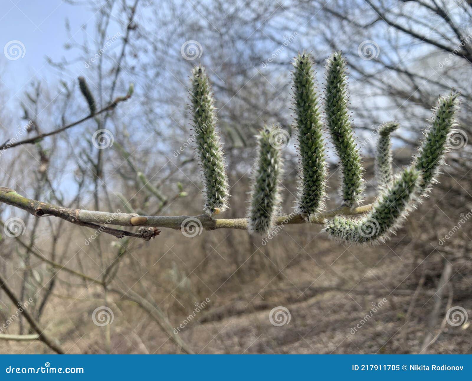 Blooming Willow is a Harbinger of Spring. Stock Image - Image of gift ...