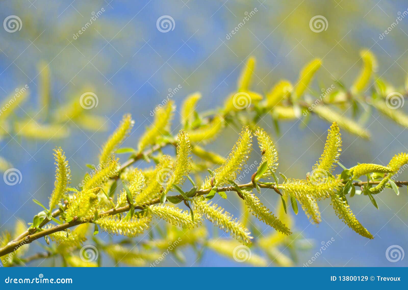 Blooming willow tree stock image. Image of sunny, flower - 13800129