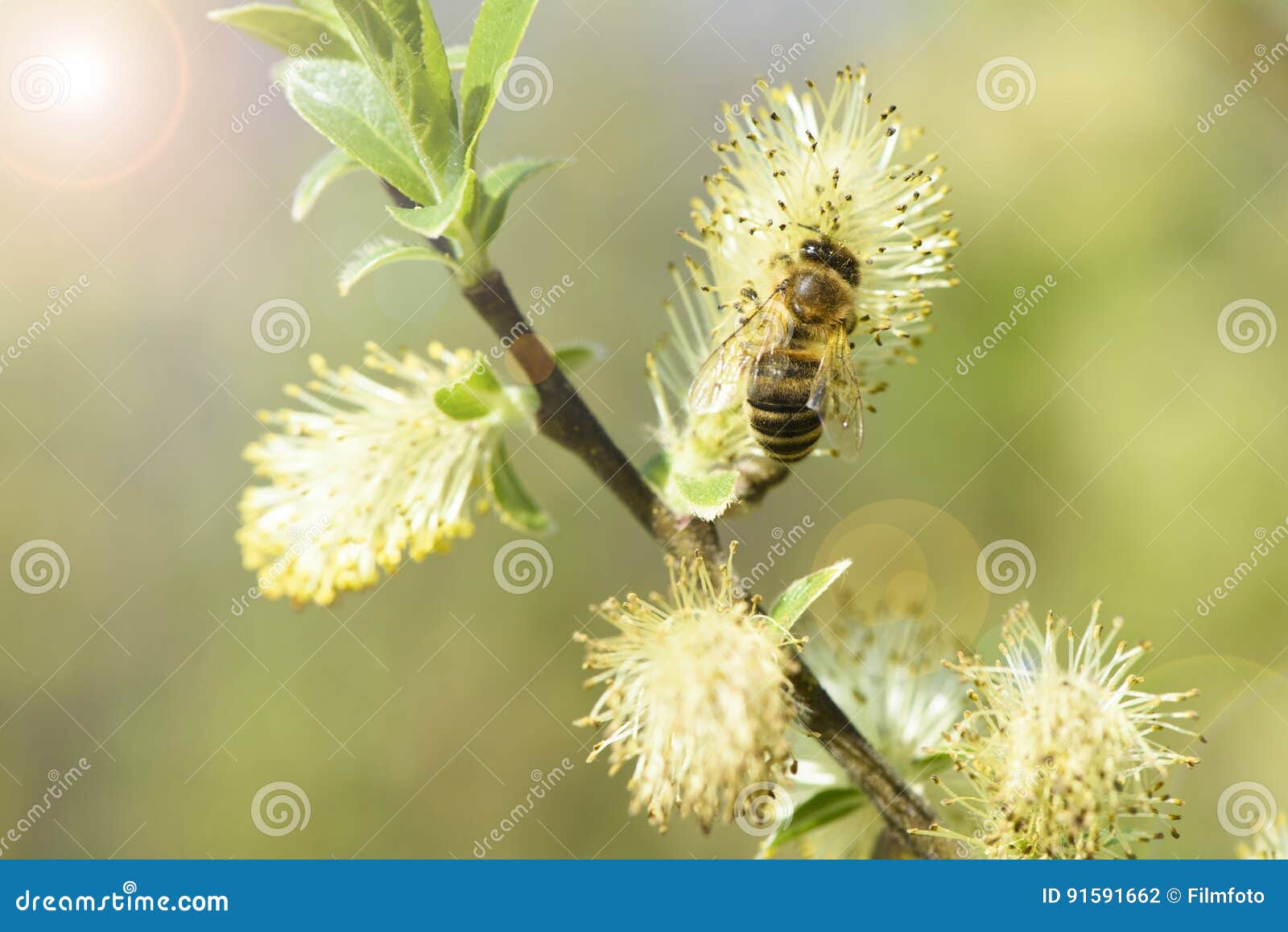 Blooming Willow Tree with Bee Stock Photo - Image of natural, botany ...