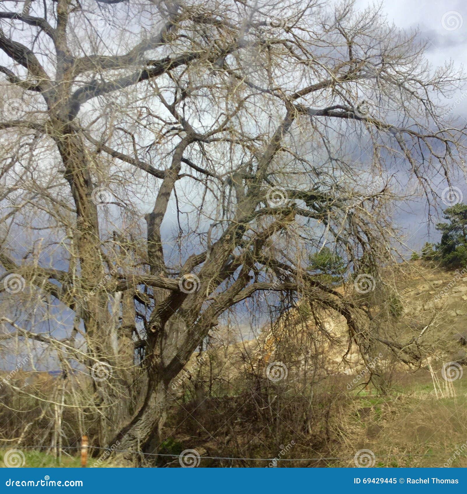 Blooming Willow Tree editorial image. Image of trees - 69429445