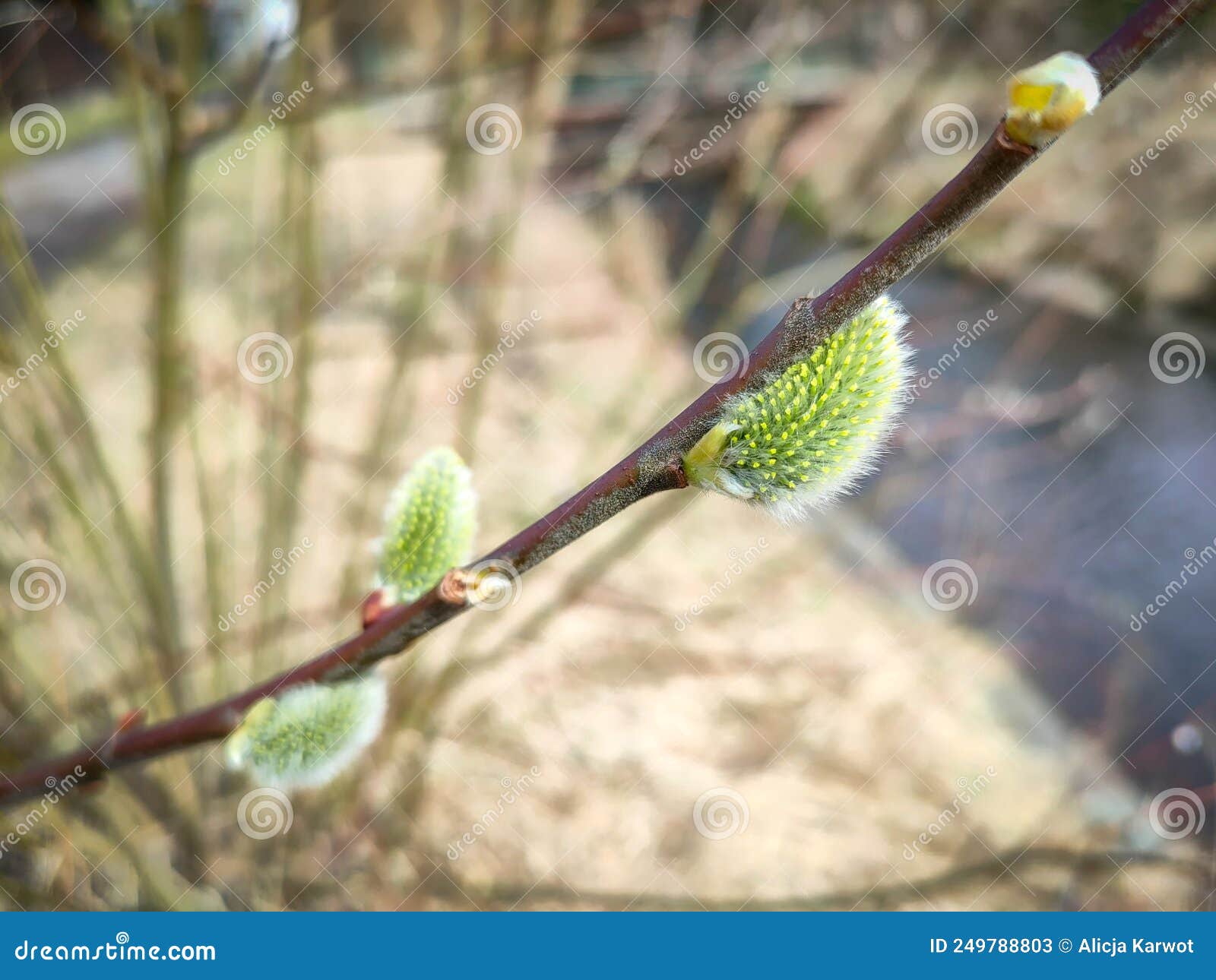A Twig with Blooming Willow Buds in Early Spring. Stock Image - Image ...