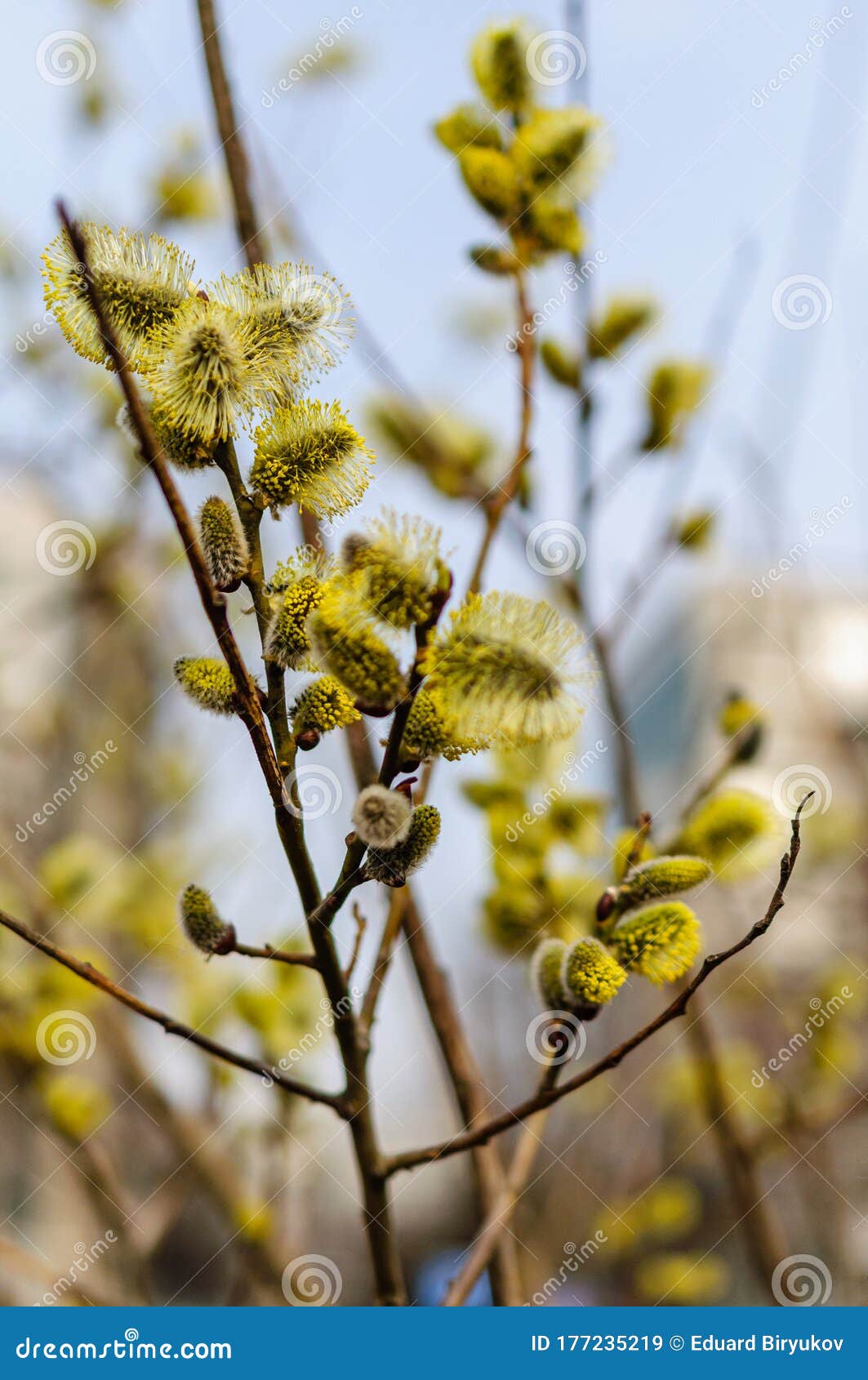 Blooming Willow Tree in a Spring Park Stock Image - Image of coming ...