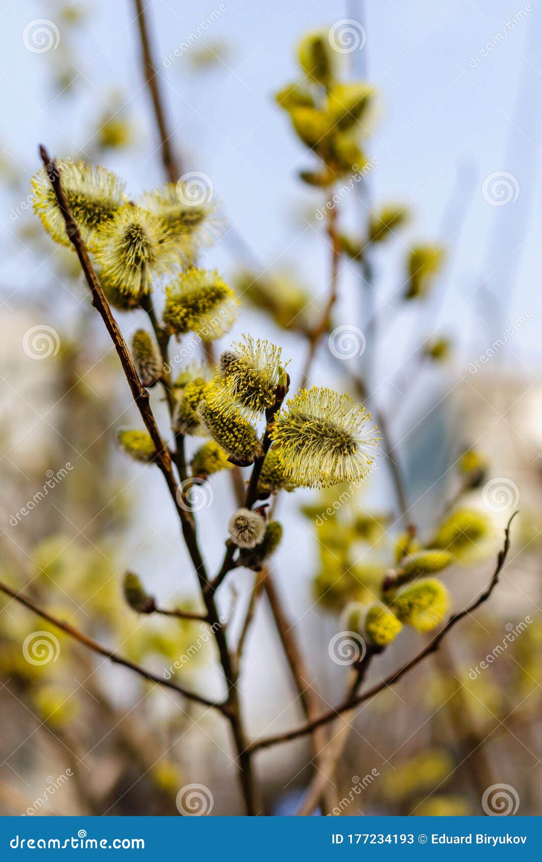 Blooming Willow Tree in a Spring Park Stock Image - Image of flowering ...