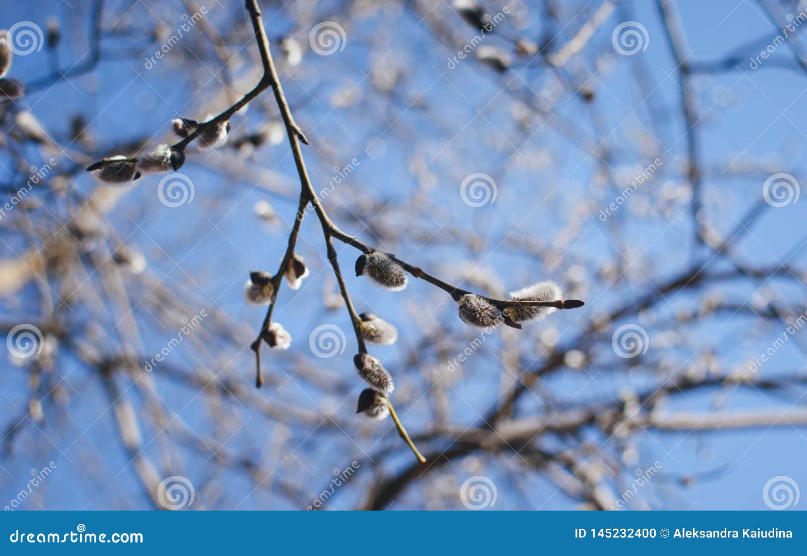 Willow Twig Against the Sky. Stock Photo - Image of forest, bush: 145232400