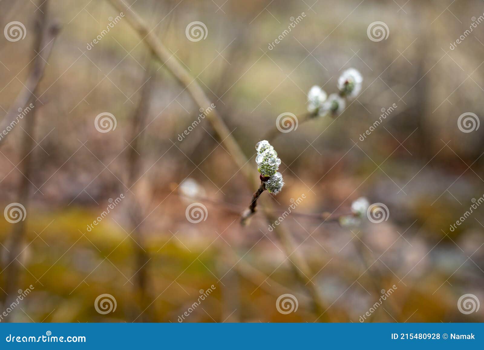 Blooming Willow Twigs with Raindrops in the Forest, Horizontal Stock ...