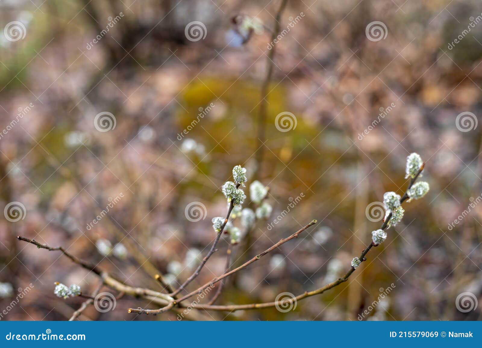Blooming Willow Twigs with Raindrops in the Forest, Horizontal Stock ...