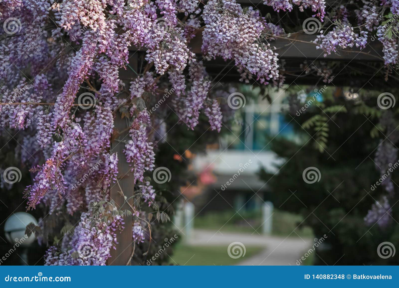 Blooming Wisteria Trees in the Garden at Spring Stock Photo - Image of ...