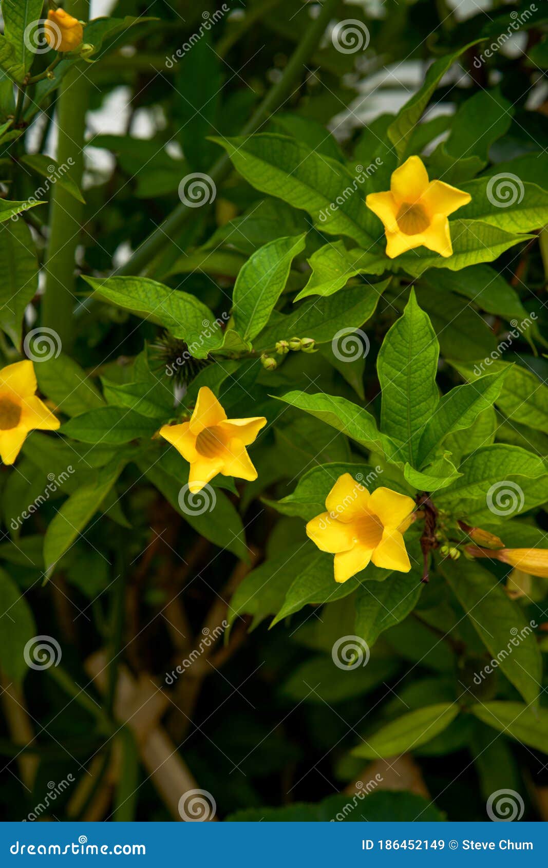 Yellow Cicada Overview In Dry Vegetation - Cicada Orni Royalty-Free ...