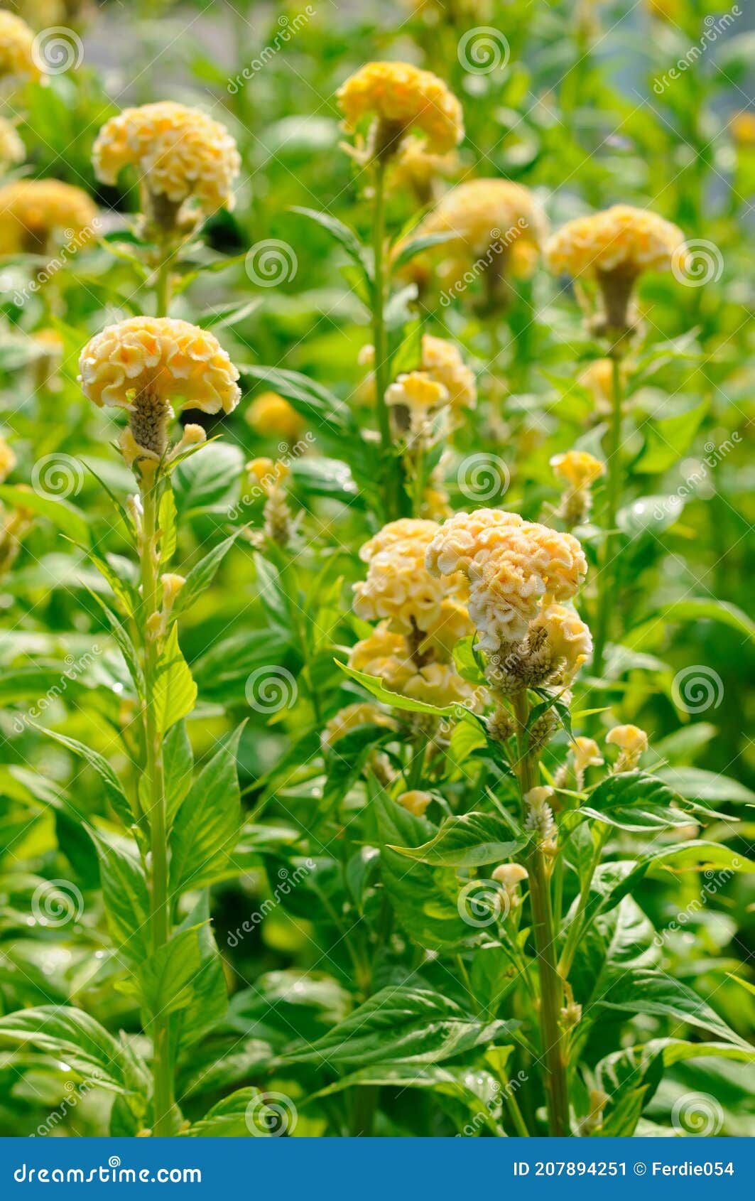 A View of Blooming Yellow Cockscomb Flowers Stock Image - Image of ...