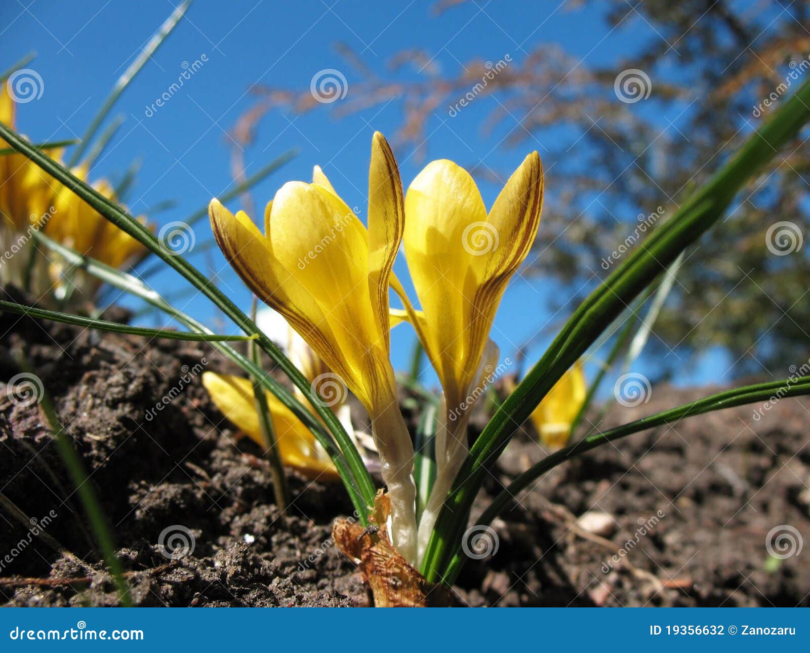 Blooming yellow crocus. stock photo. Image of soft, natural - 19356632