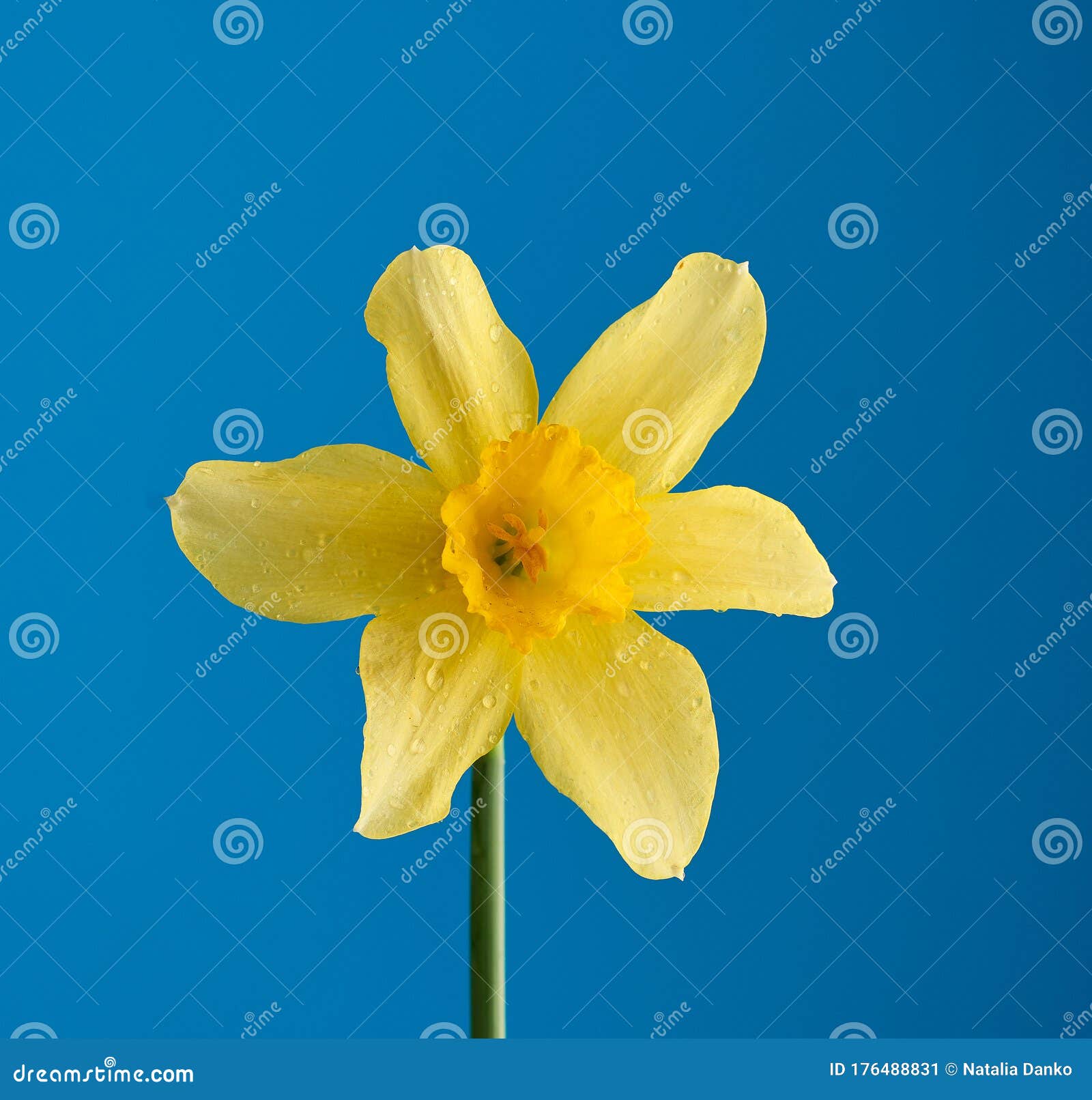 Blooming Yellow Daffodil Bud on a Blue Background, Spring Flower Stock ...