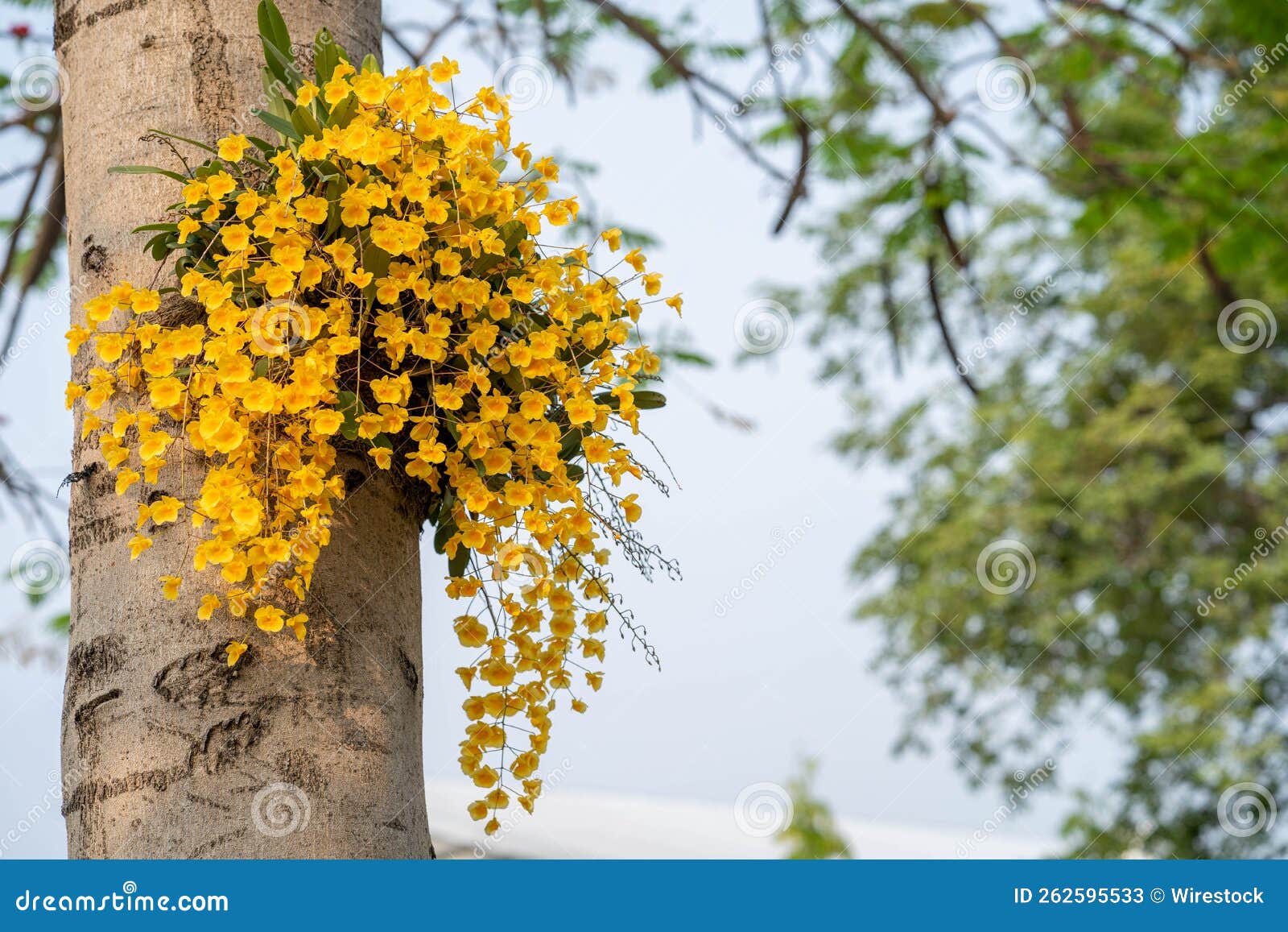 Blooming Yellow Dendrobium Orchids on the Tree Trunk Stock Image ...