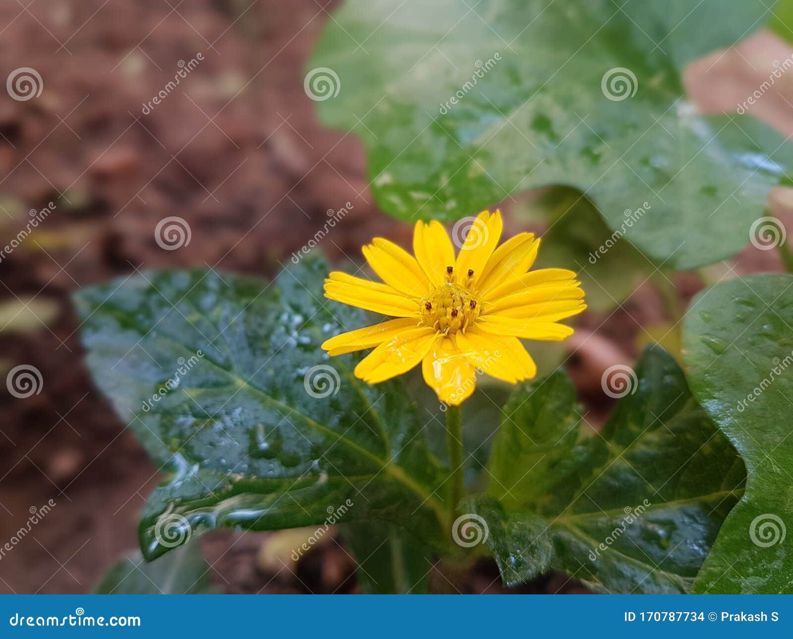 1,119 Yellow Flower Mud Photos - Free & Royalty-Free Stock Photos from ...