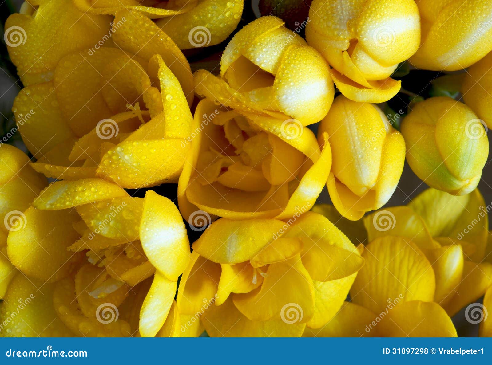 Blooming yellow freesia stock photo. Image of flowering - 31097298