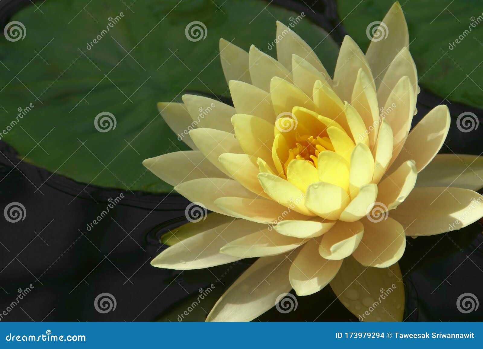 Blooming Yellow Lotus Flower Stock Photo - Image of freshness, floral ...