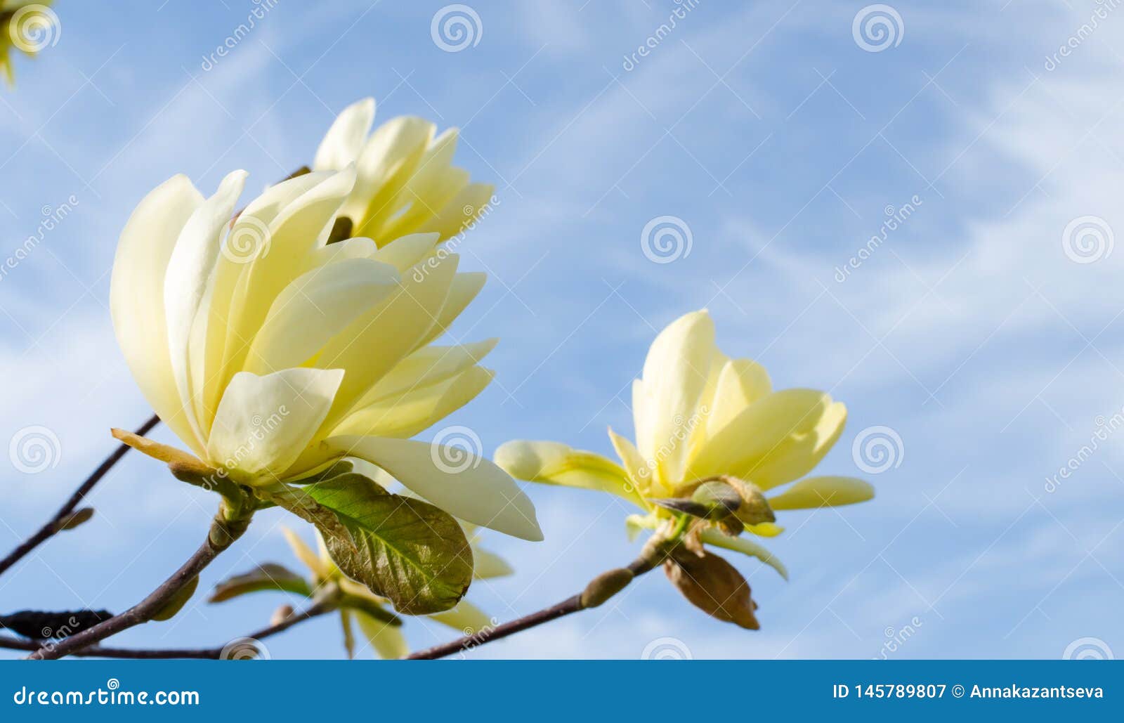 Blooming Yellow Magnolia `Daphne` in Spring Stock Image - Image of ...