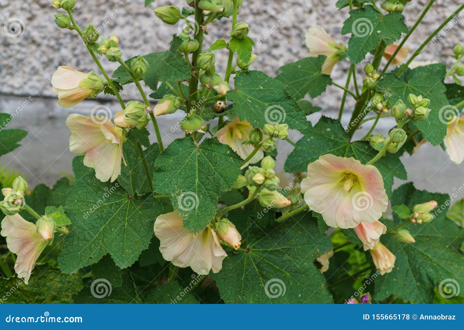 Blooming Yellow Mallow. Beautiful Delicate Flowers of Yellow Mallow on ...