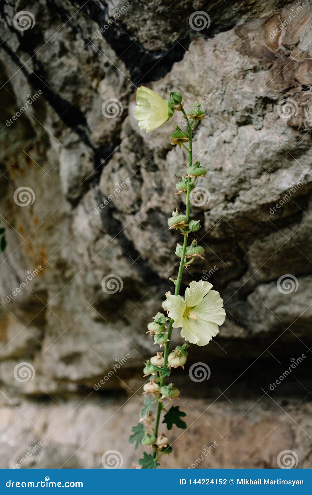 Blooming Mallow. Beautiful Flowers of Yellow Mallow on the Background ...