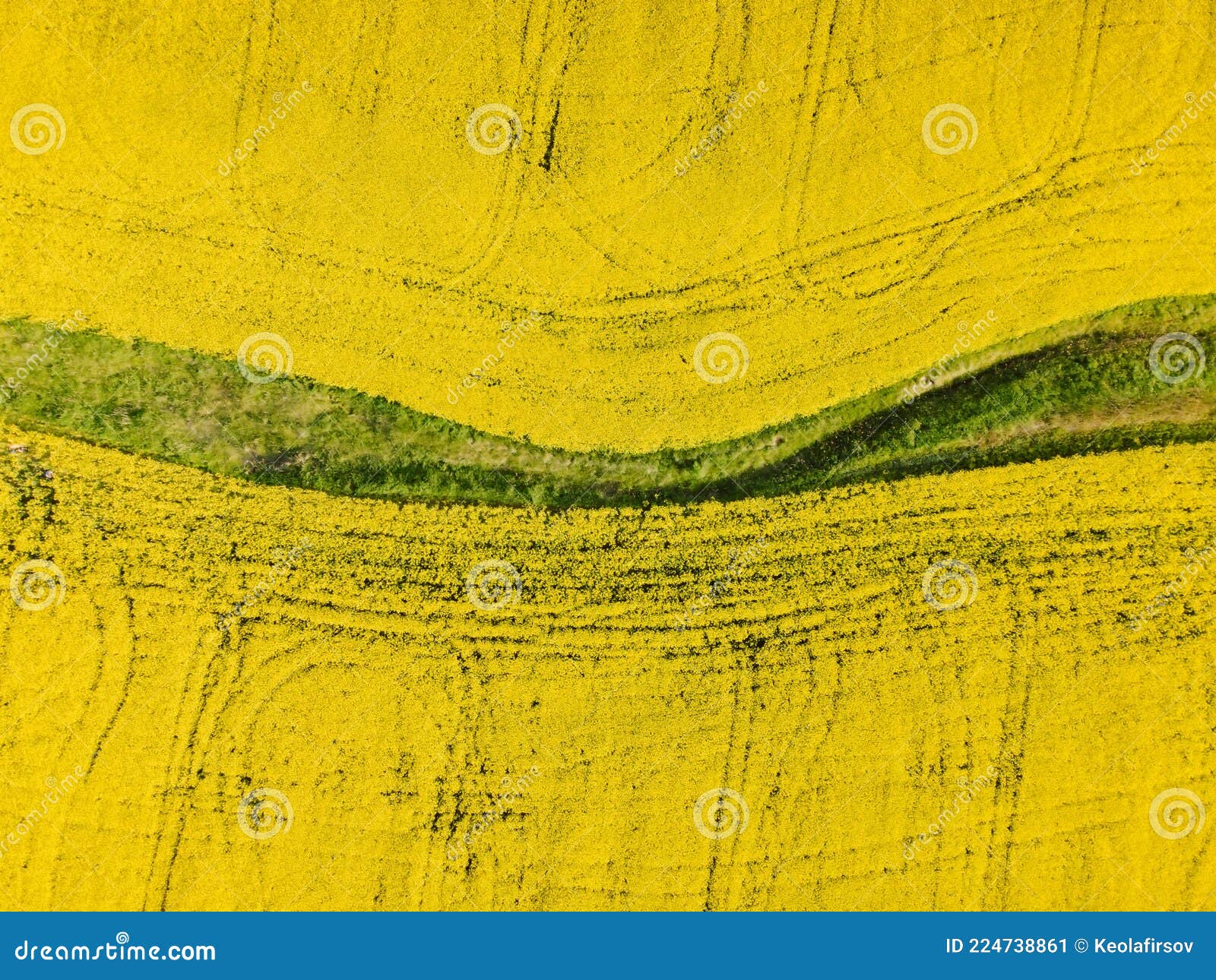 Blooming Yellow Rapeseed Field with Evening Light. Aerial View with ...