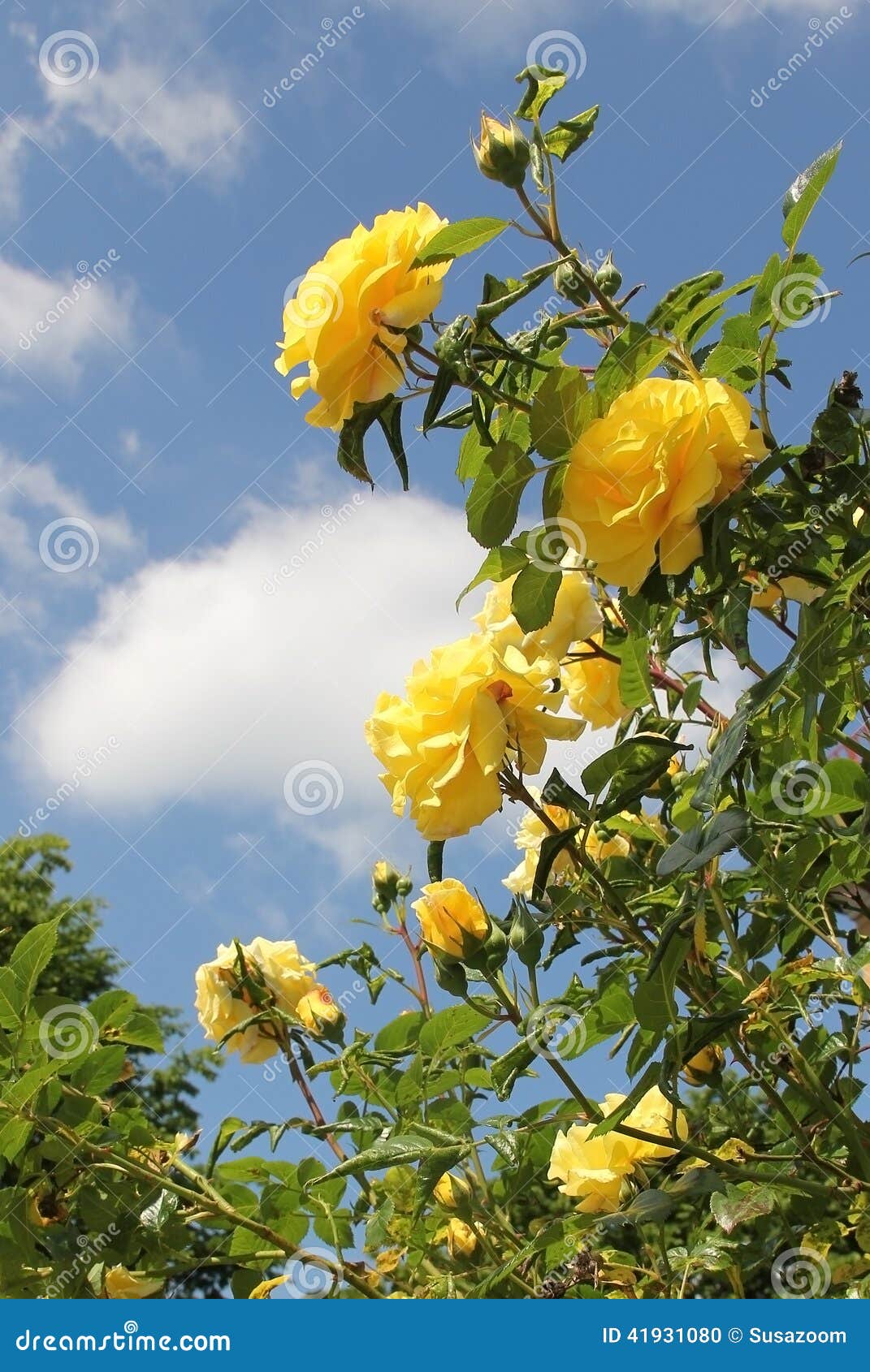 Blooming Yellow Rose Bush in the Garden Stock Photo - Image of bush ...