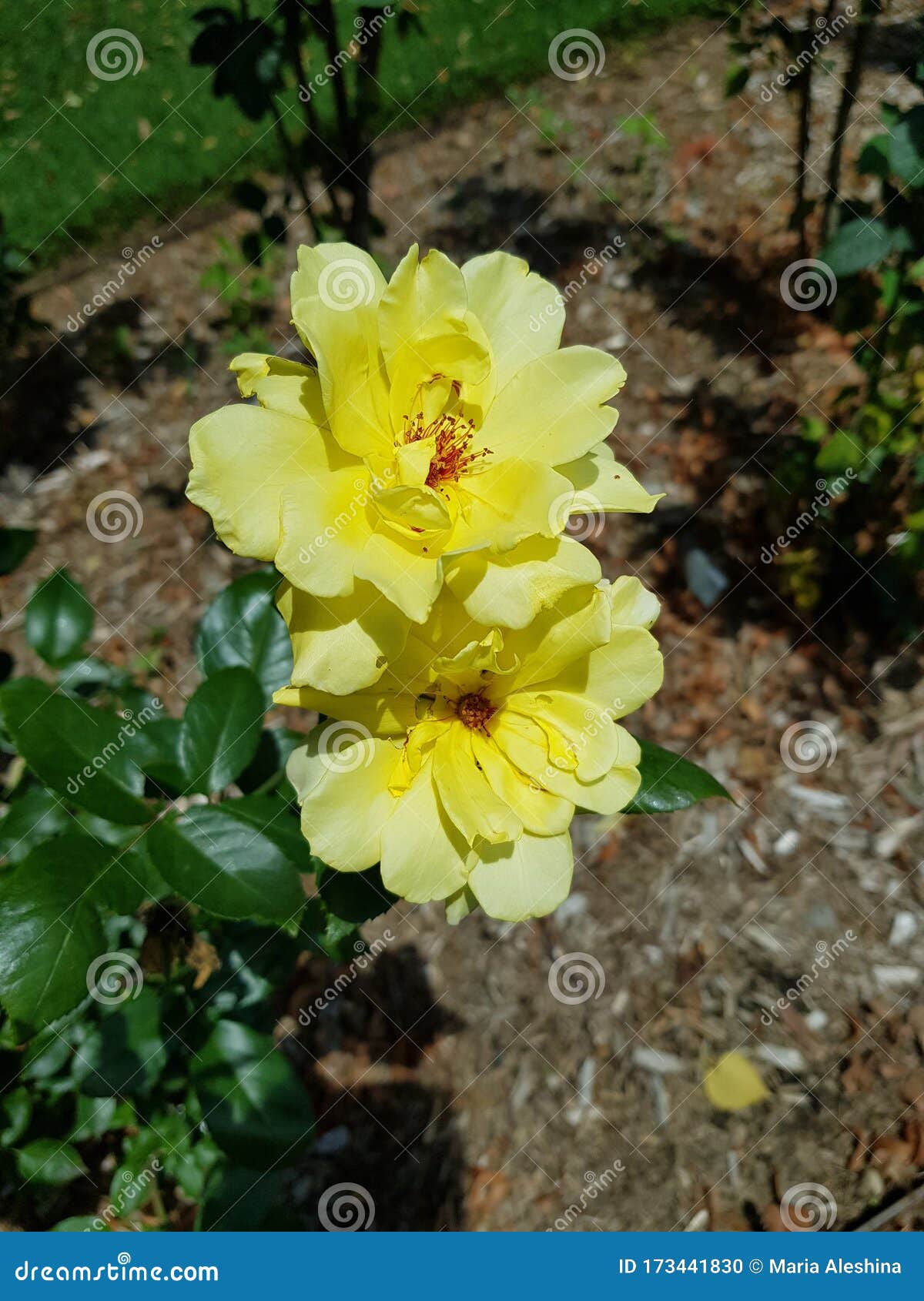 Blooming yellow roses stock photo. Image of flower, sunny - 173441830