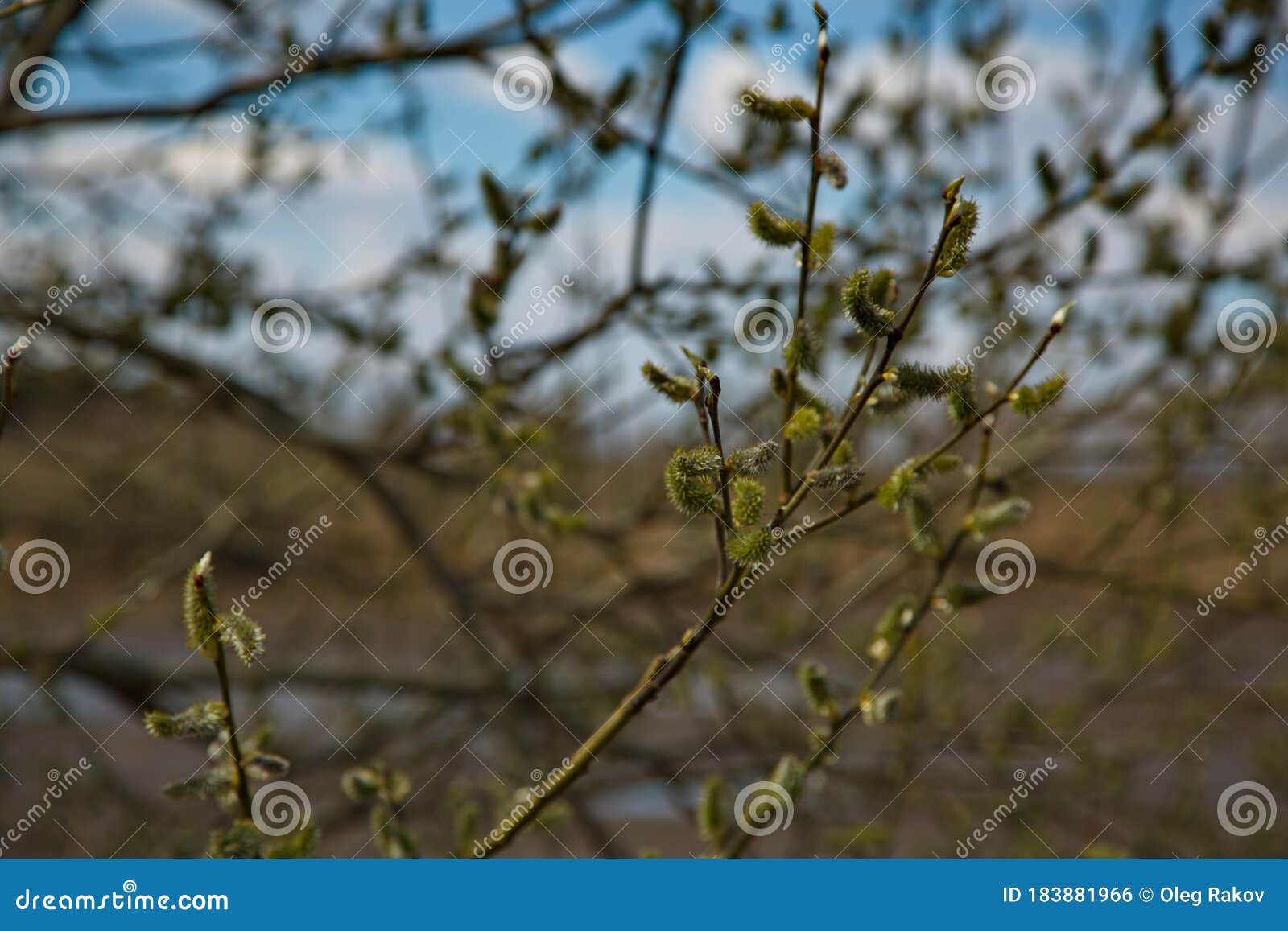 Blooming Young Alder Buds in Spring. Stock Photo - Image of clouds ...