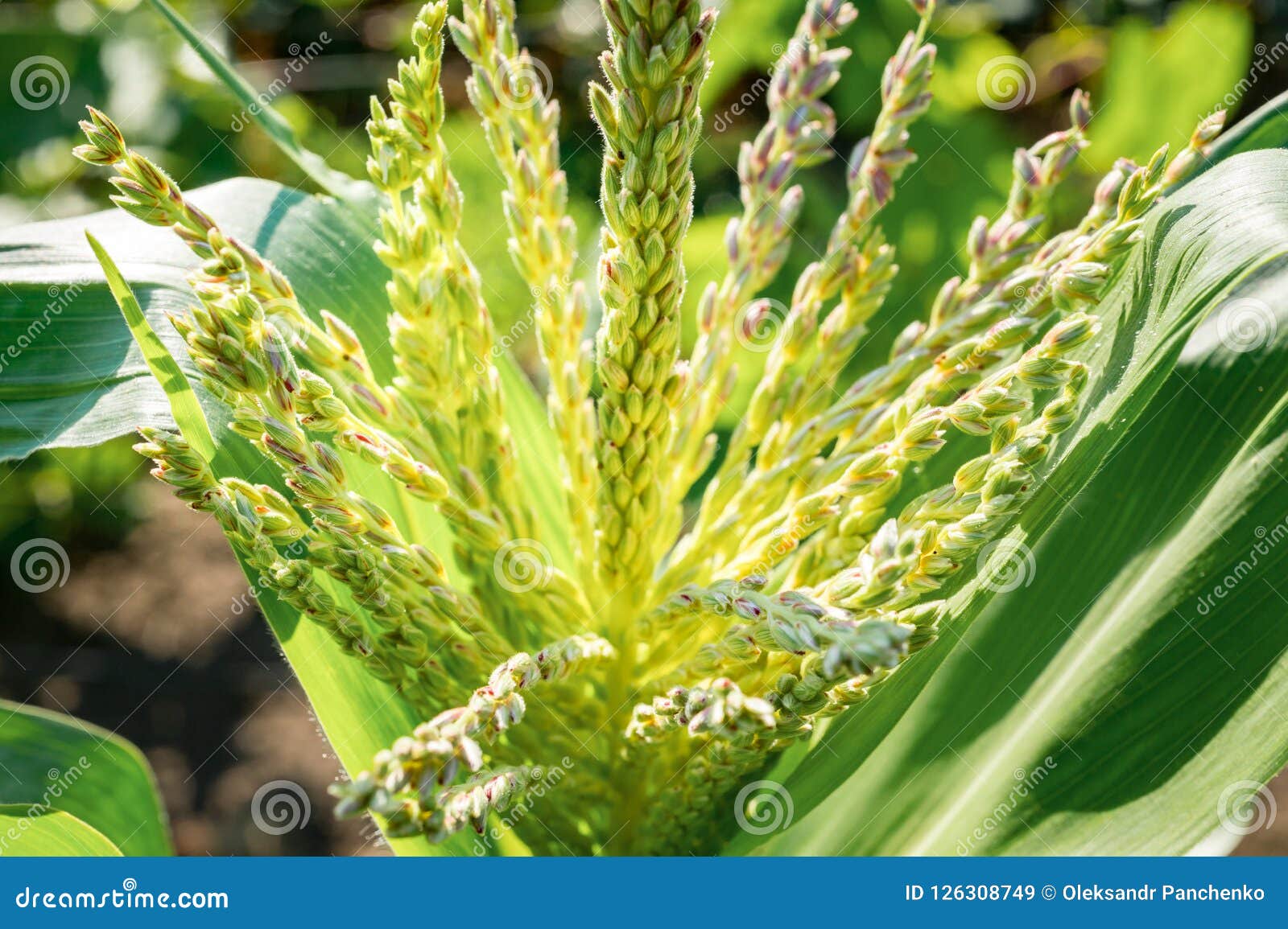 Blooming Young Corn in the Sun Stock Image - Image of flower, farm ...