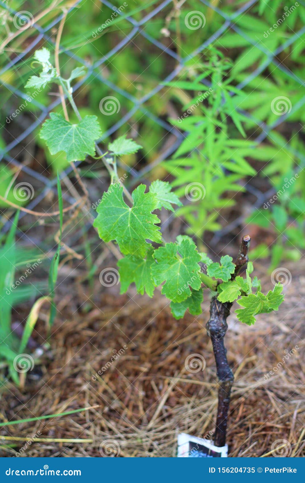 Blooming Young Grape Seedling after Planting Stock Image - Image of ...